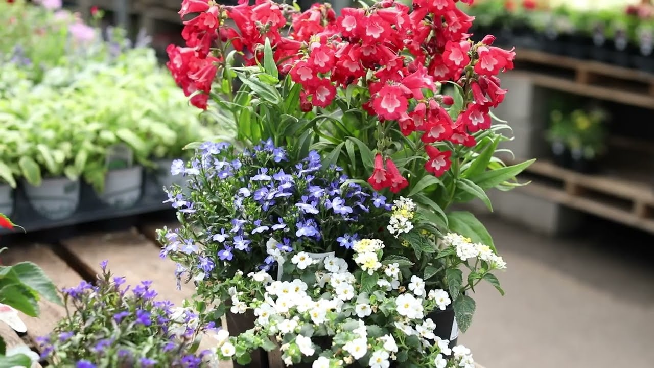 Festive Pot-Ups (Red, White & Blue)