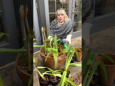 What To Do with Amaryllis bulbs