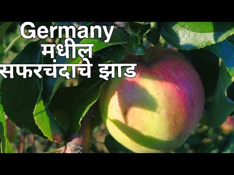 Marathi vlog I Germany मधील सफरचंदाचे झाड I Apple tree in germany I Apple trees I germany's apples