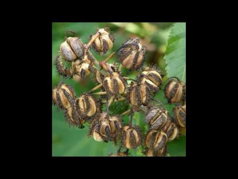 CASTOR THE MOST POISONOUS PLANT