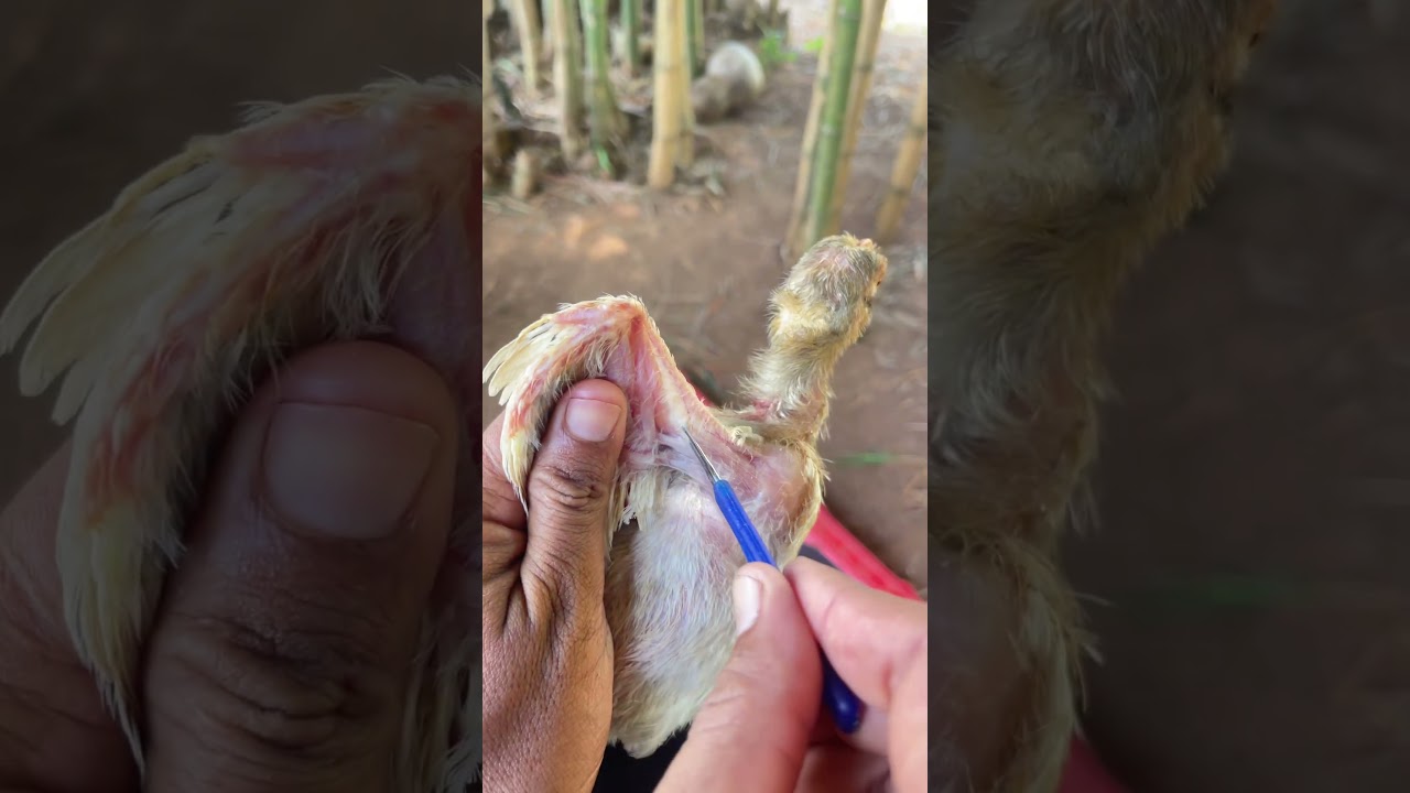 Fowl pox vaccine for chickens