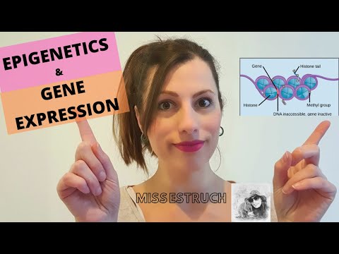 EPIGENETICS and GENE EXPRESSION A-level Biology. How methyl and acetyl groups control transcription