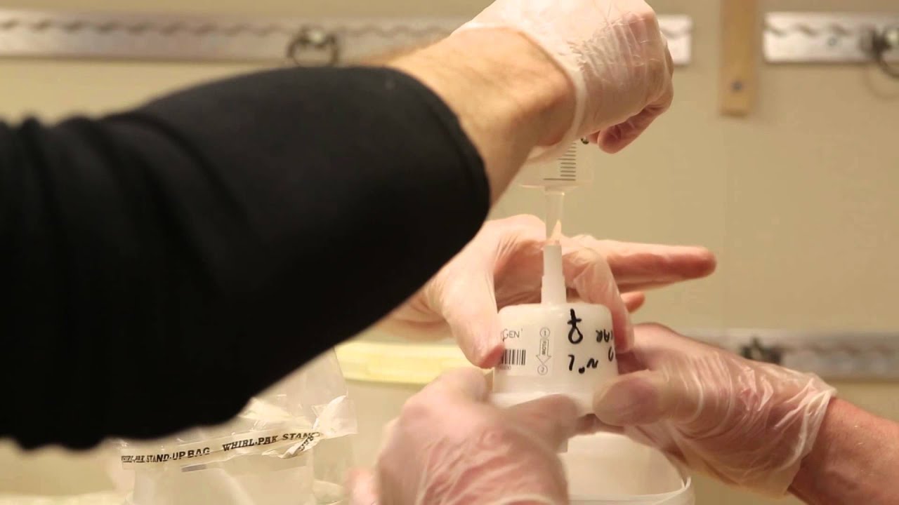 Polar Bear DNA from Ice