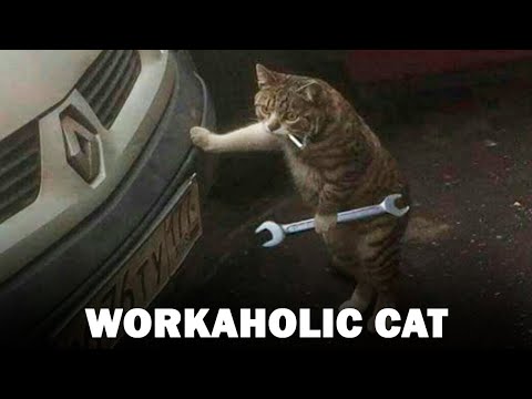 Workaholic cat