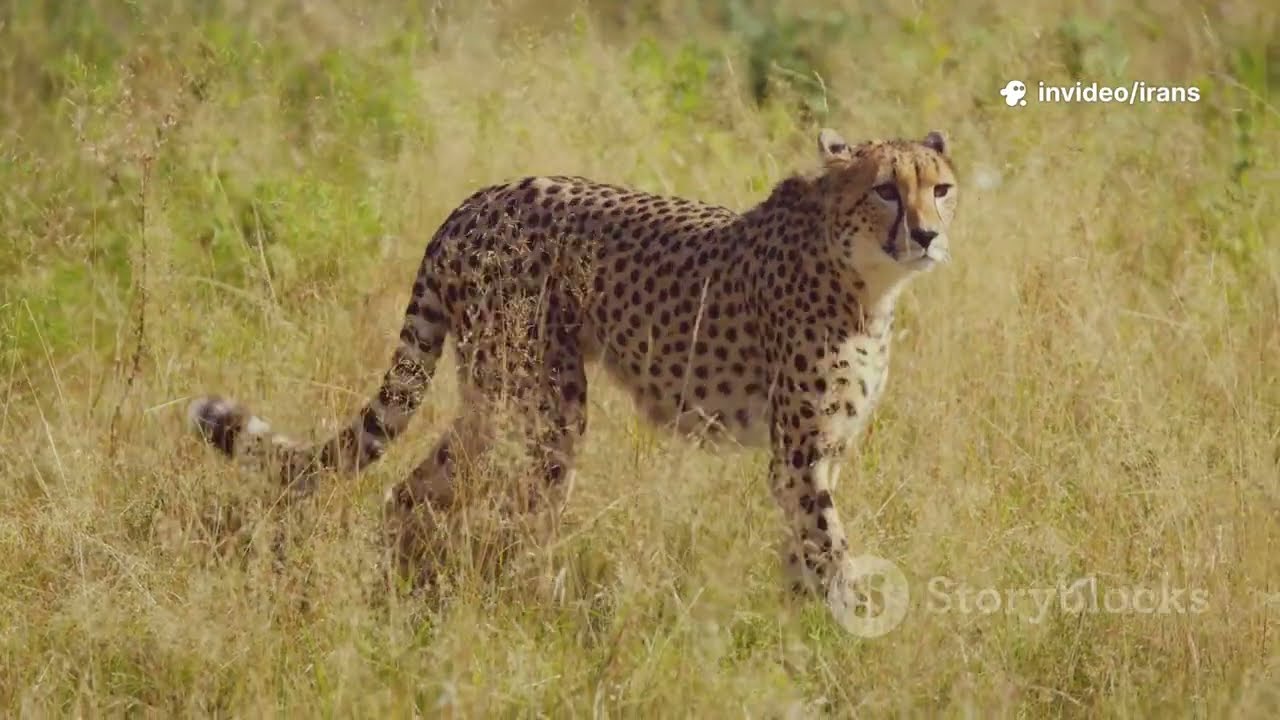 persian cheetah facts