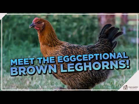 Meet the Brown Leghorns: Your Next Egg-Laying Superstars in the Backyard!