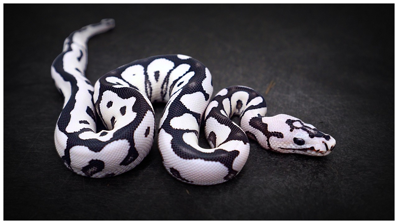 Hetflix #300 - Insane New Ball Pythons Revealed!