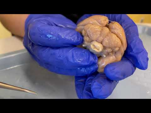 Brain Awareness Week: Sheep Brain Dissection