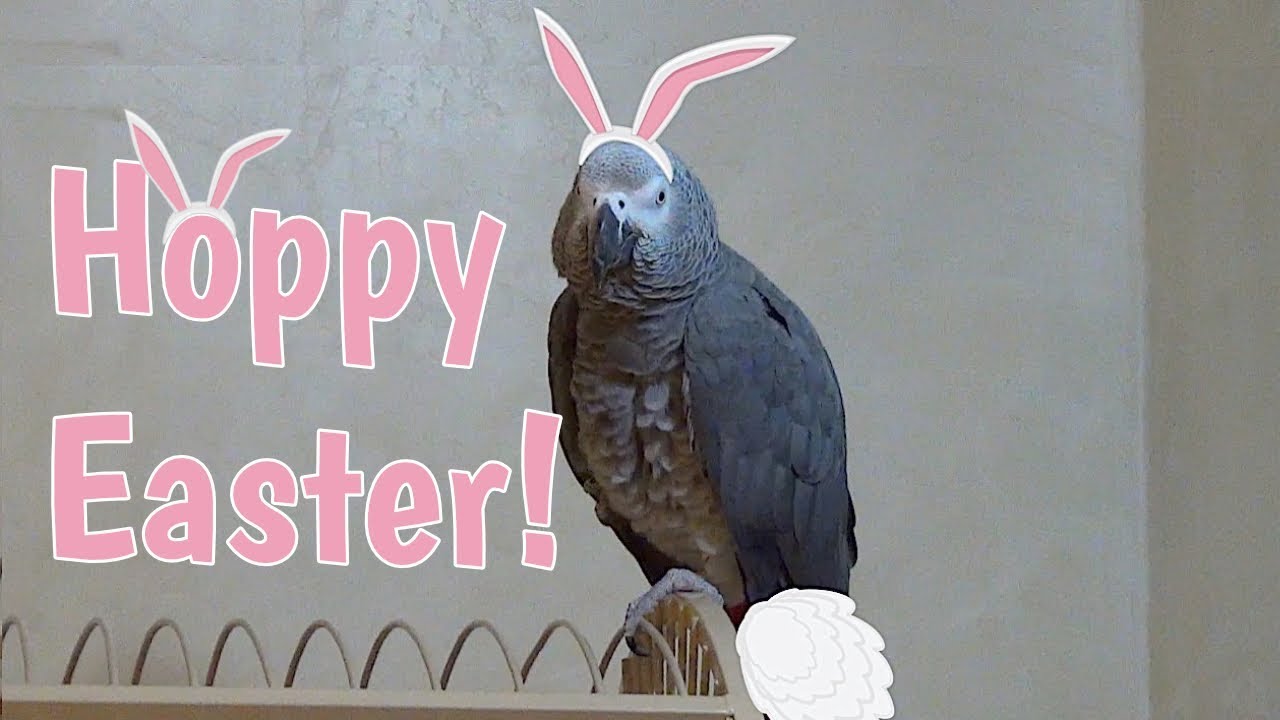 Happy Easter 2018 from Einstein Parrot 🐰🐥🌷