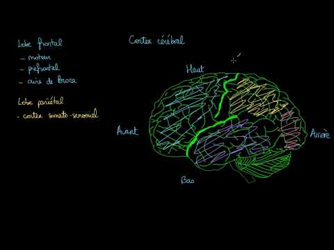 Aperçu des fonctions du cortex cérébral (vidéo) | Khan Academy
