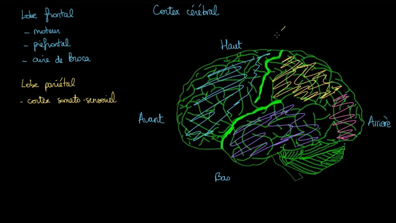 Overview of the functions of the cerebral cortex