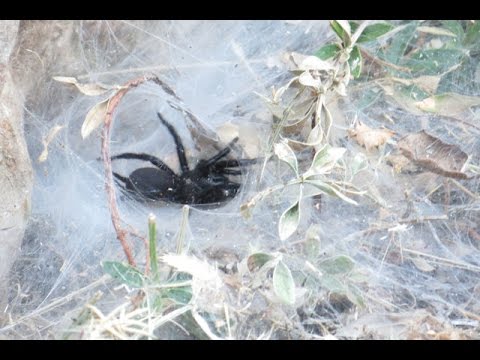 Spanish funnel-web spider Macrothele calpeiana