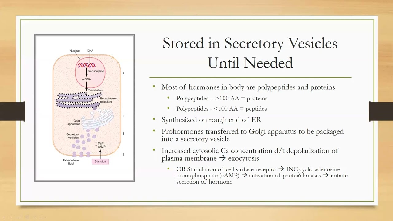 Endocrine Physiology NPLEX I Review (2023)
