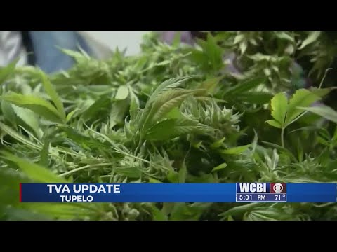 TVA will not prohibit local utilities from providing service to medical marijuana dispensaries
