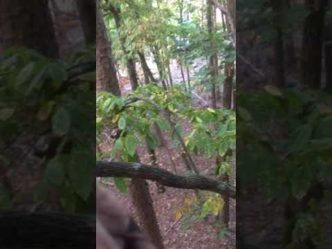 Crossbow Kill with NAP Slingblade