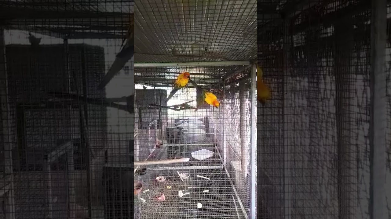 Breeding pair SUN CONURE AVAILABLE