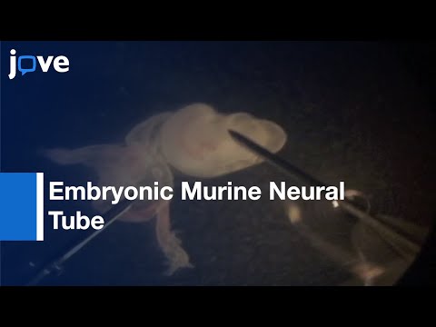 Isolation & Culture: Neural Crest Cells From Embryonic Murine Neural Tube l Protocol Preview
