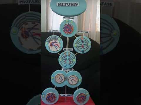 Mitosis cell division#biology #diagram#shortsvideo