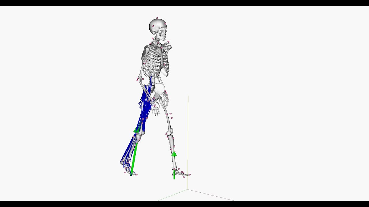 OpenSim Full Body Model: Walking