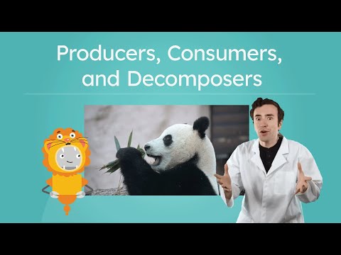 Producers, Consumers, and Decomposers - Roles in Ecosystems