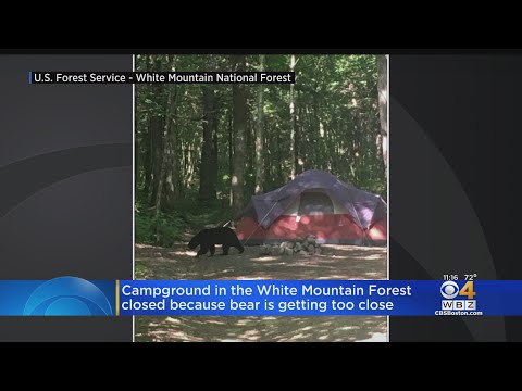 Bear 'showing no fear of humans' causes New Hampshire campground to close