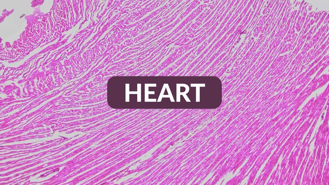 Histology Made Easy: Human Heart | Histology at 25x, 40x, 100x, 200x, 400x