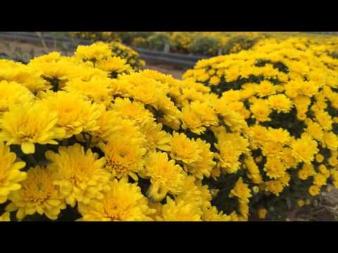 مشتل محمد Arboretum Mohmmed