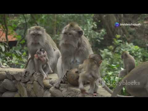 Amazing Facts About Monkeys You Didn't Know!
