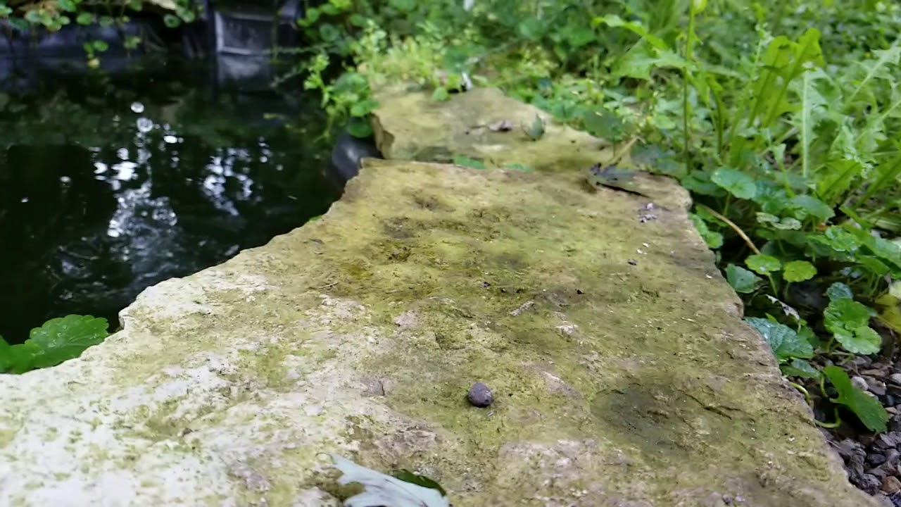 Frog jump into pond slow motion