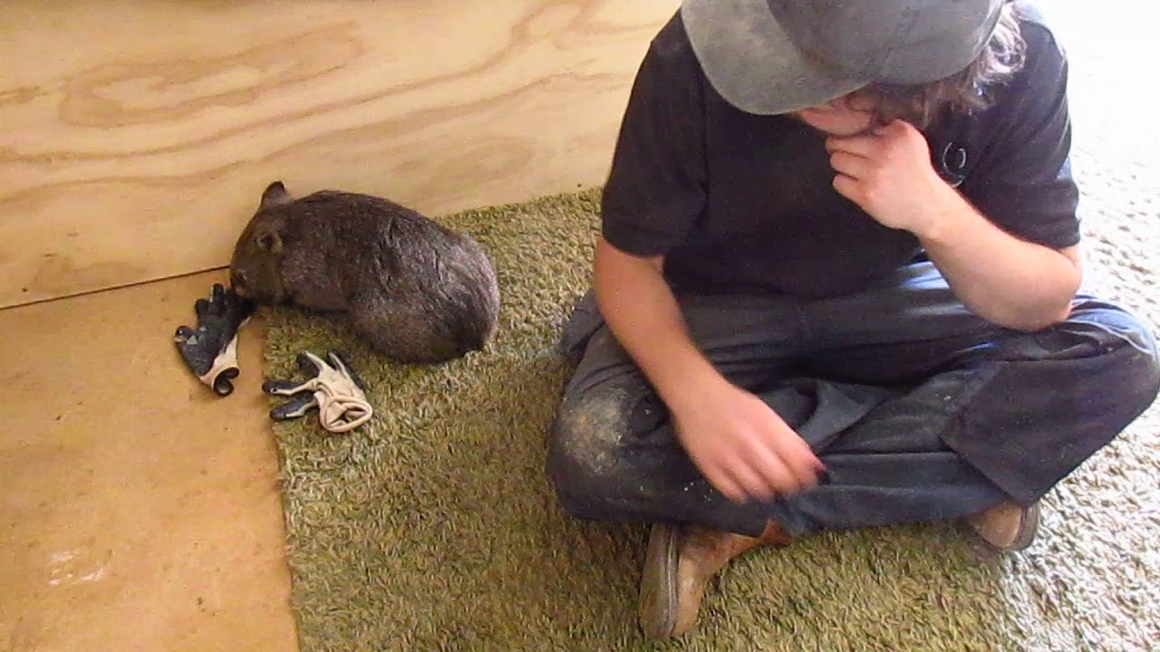 Wombat Hazel running rings around Jason