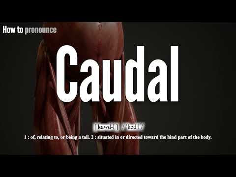 Caudal Pronunciation | How to Pronounce (say) Caudal CORRECTLY | Meaning Definition