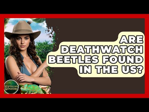 Are Deathwatch Beetles Found In The US? - Reptilian Wonders