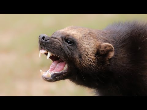 An Incredible Animal: 4 Wolverine Facts! | wolverine is the official animal of the state of ...