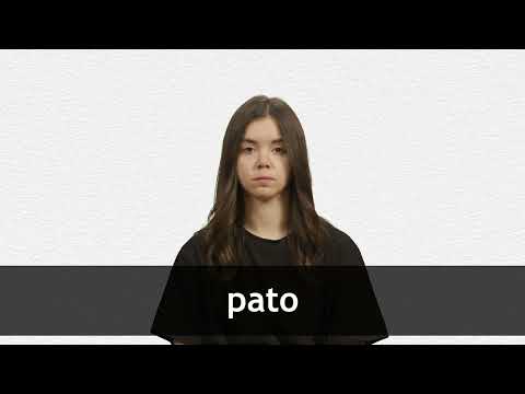 English Translation of “PATO” | Collins Spanish-English Dictionary