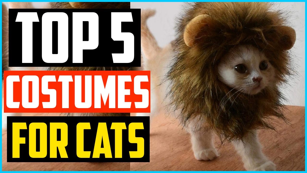 Top 5 Best Costumes for Cats Review in 2024
