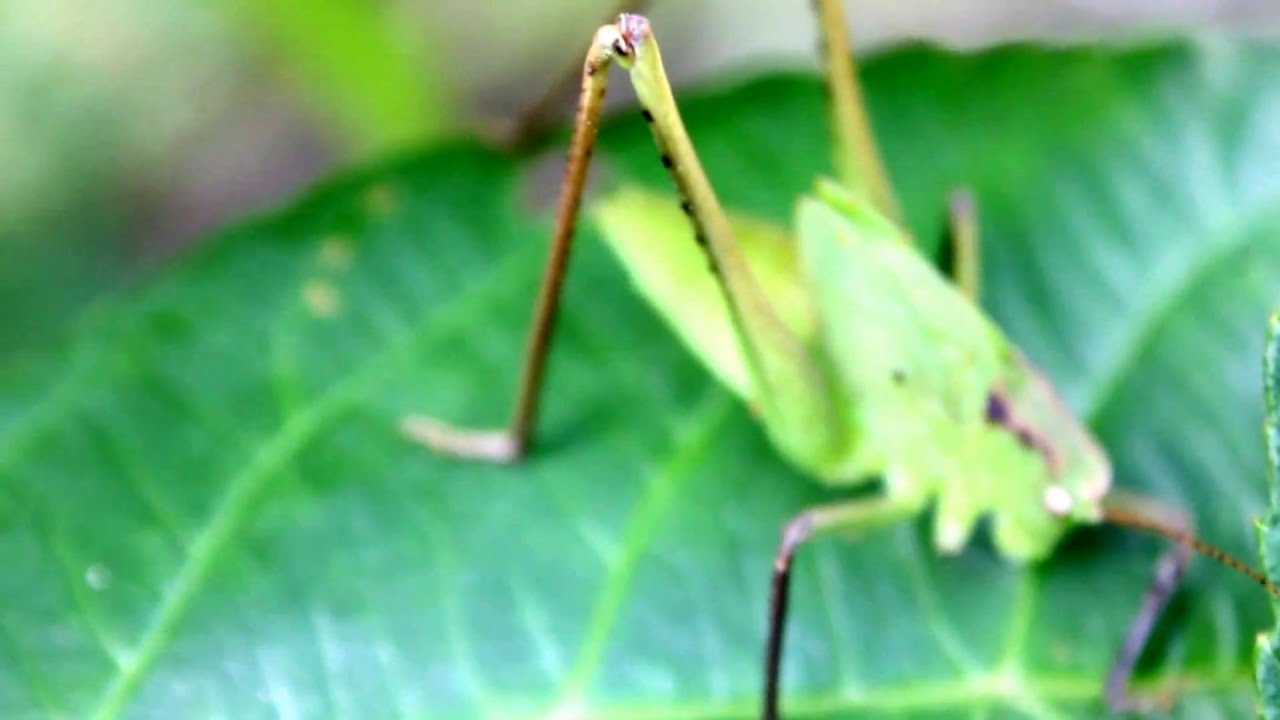 Green fast Grasshopper - Tertrigoidea