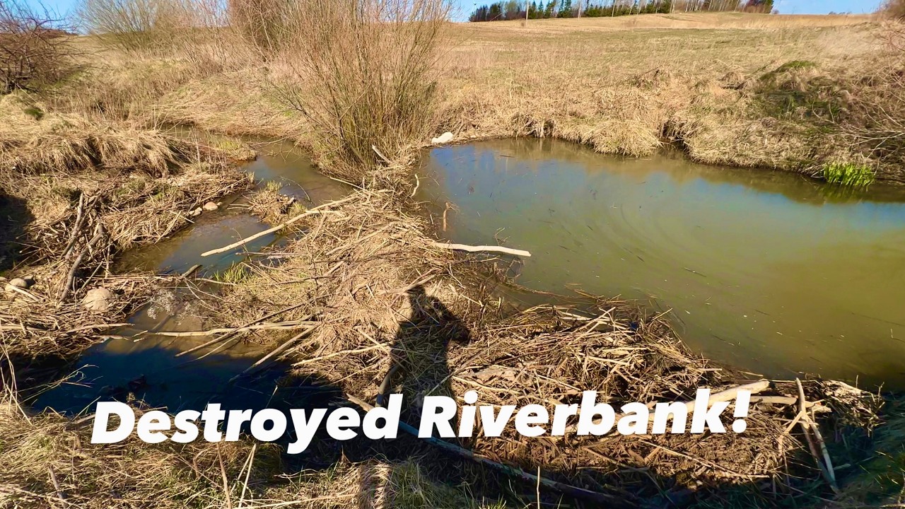 Beaver Dam Causing Flooding & Erosion