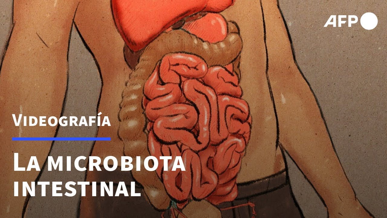 La microbiota intestinal | AFP