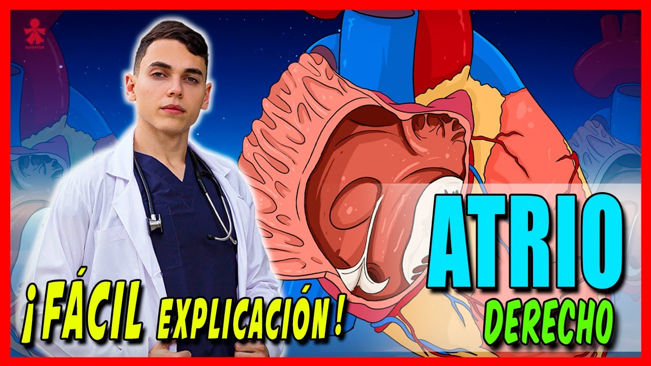 Anatomy of the HEART - RIGHT ATRIUM, internal configuration