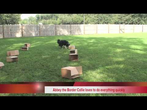 Tampa Dog Training: Courteous Canine, Inc. Presents FUN Scent Training