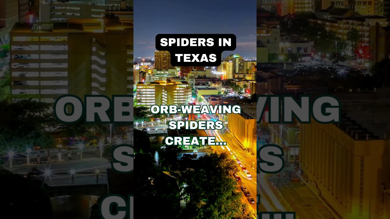 Spiders in Austin, Texas Facts