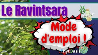 Le ravintsara : usages, bienfaits et risques