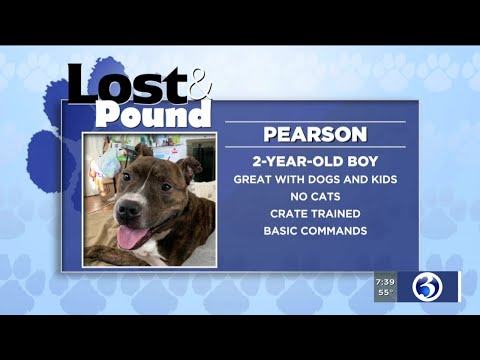 Lost & Pound: 4-21-19