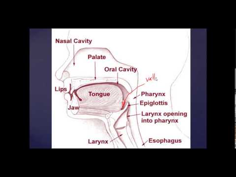 Basic Mouth and Throat Anatomy: Anesthesia and ENT Basics