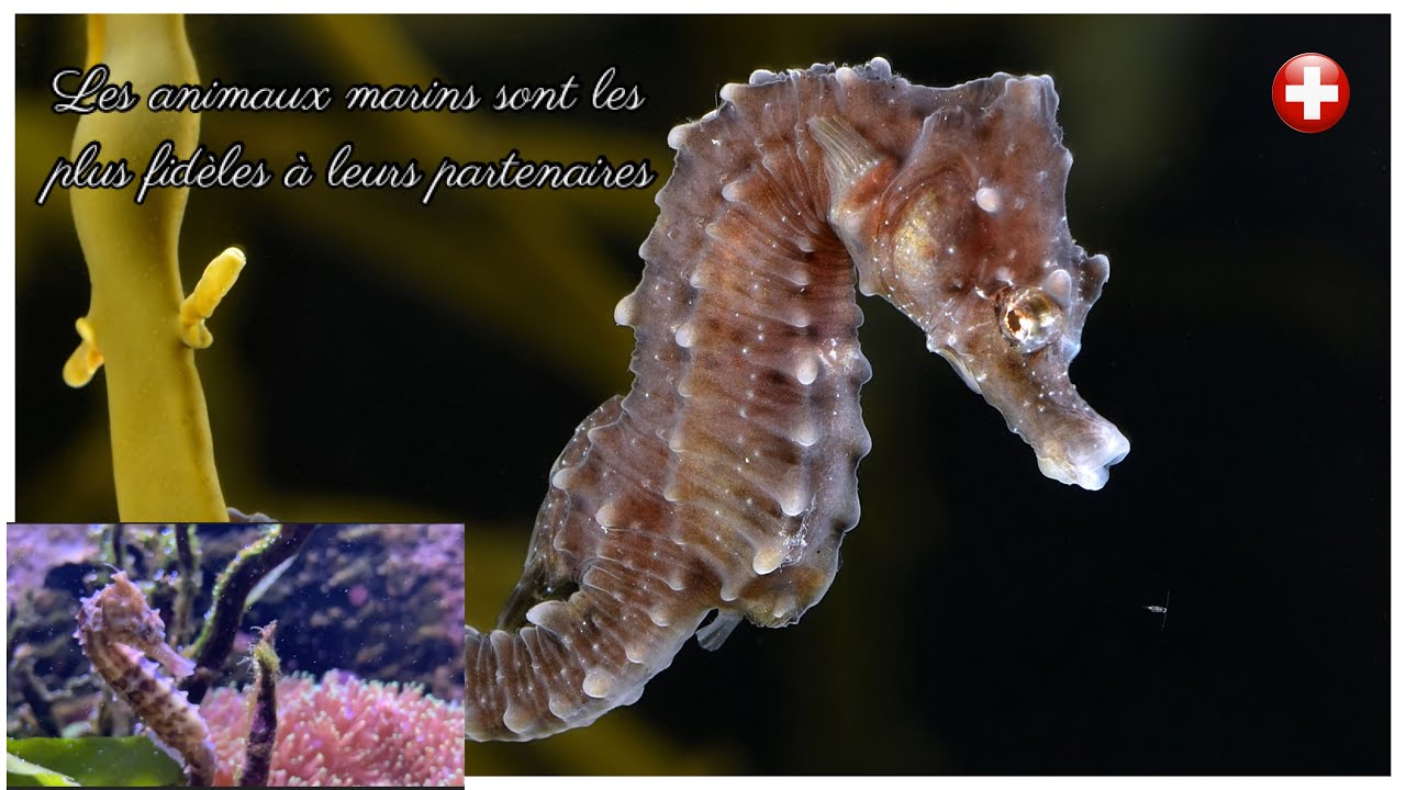hippocampes les animaux sous marins les plus fideles