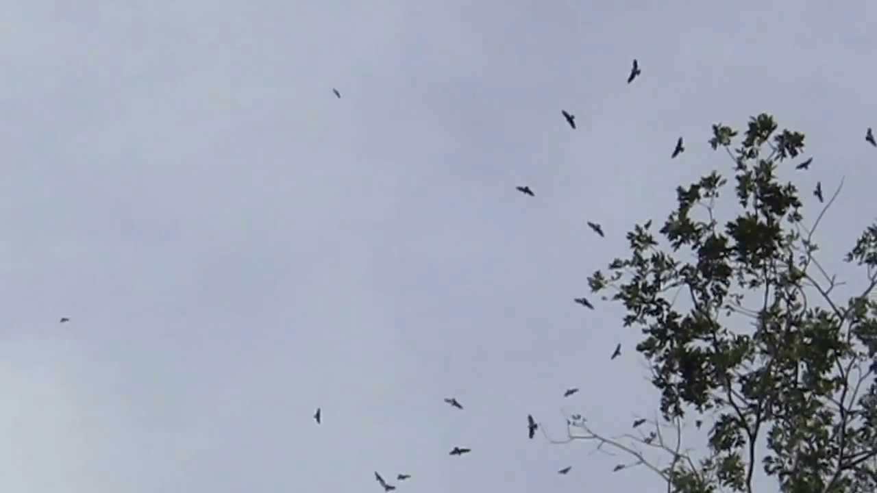 Raptor Migration of Broad-winged Hawk in Costa Rica