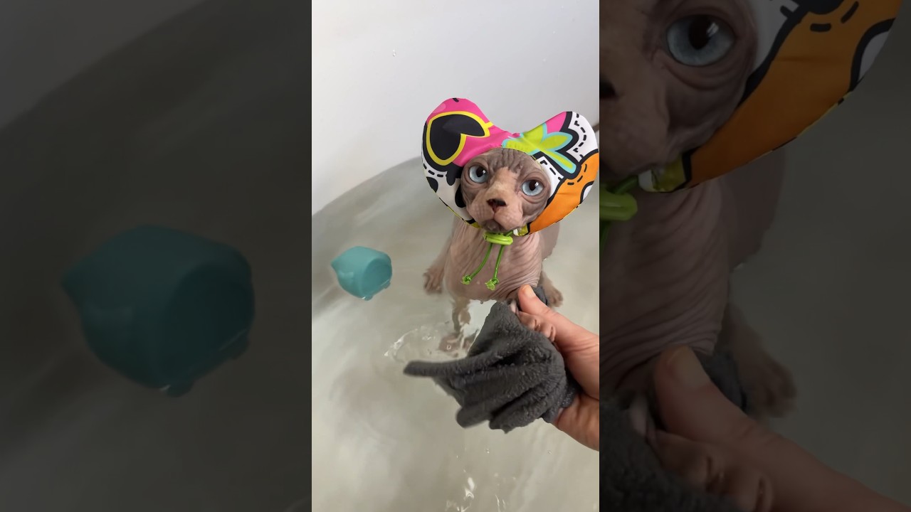 Couldn’t get Kiri out of the bath 😂 #sphynx #cat #hairlesscat #sphynxcat