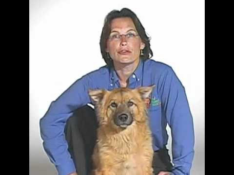 Re-Home Your Pet