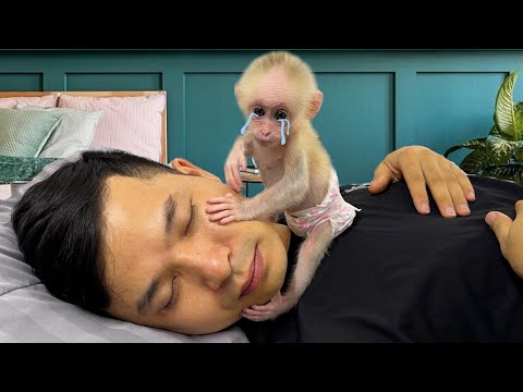 What does the baby monkey want her dad to do for her?