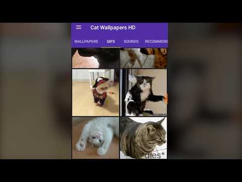Cat Wallpaper HD, Cute, Kitty Backgrounds π±π»- Android